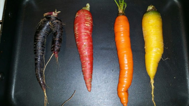 A Guide to Different Colored Carrots - Countryside